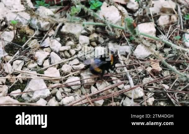 Bumblebee on forest grains and stones, a glimpse into the ecosystem ...