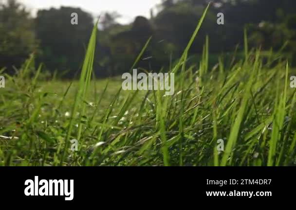 Thick growth of grass Stock Videos & Footage - HD and 4K Video Clips ...