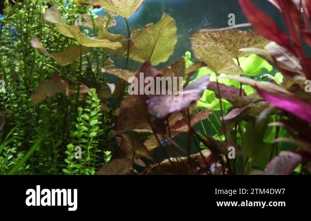 Freshwater weeds Stock Videos & Footage - HD and 4K Video Clips - Alamy