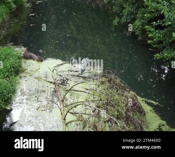 Predatory duck Stock Videos & Footage - HD and 4K Video Clips - Alamy