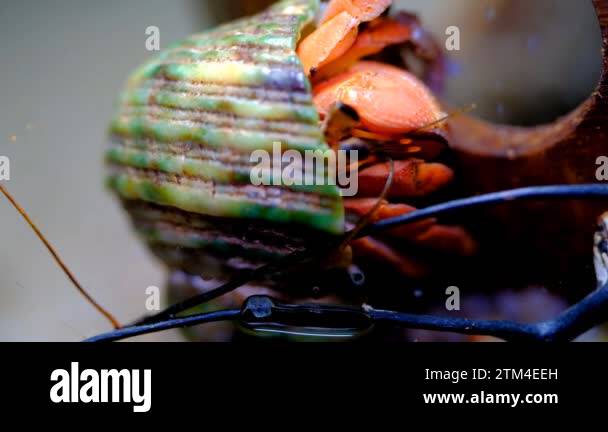Macro Videography. Animal Close up. Footage of the red hermit crab ...