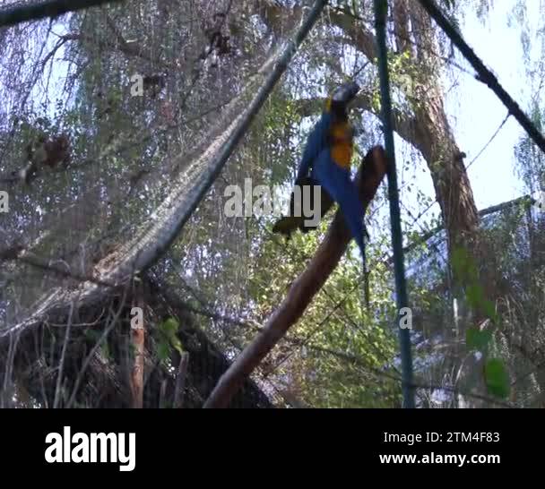 Parrot Ara ararauna is on a branch. The blue-and-yellow macaw, Ara ...