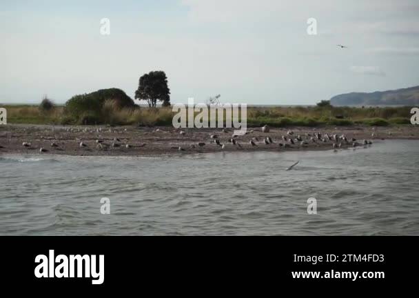 Tapu new zealand Stock Videos & Footage - HD and 4K Video Clips - Alamy