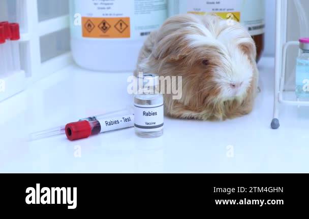 Rabies vaccine in a vial, immunization and treatment of infection ...