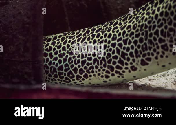 Adaptation underwater Stock Videos & Footage - HD and 4K Video Clips ...