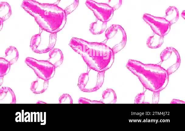 Rotating pink sketch of a uterus on a white screen. Animation with the ...