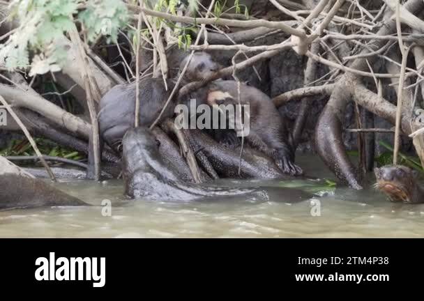 Family of giant river otter, Pteronura brasiliensis, hunting and ...