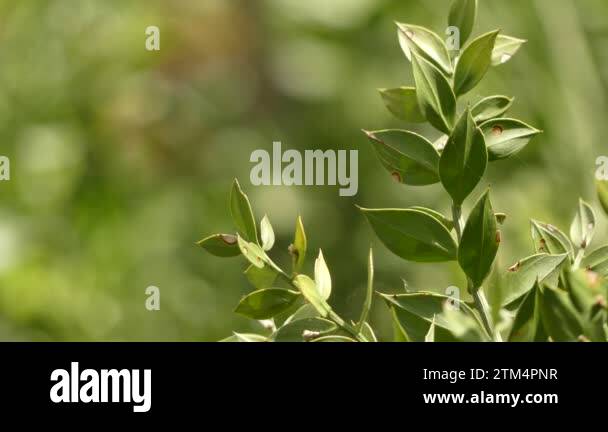 Ruscus aculeatus, known as butcher-broom, is a low evergreen Eurasian ...
