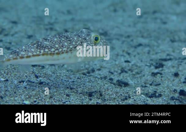 Yellowspotted Puffer or Studded Pufferfish (Torquigener flavimaculosus ...