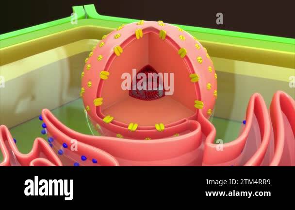 Chromatin Stock Videos & Footage - HD and 4K Video Clips - Alamy