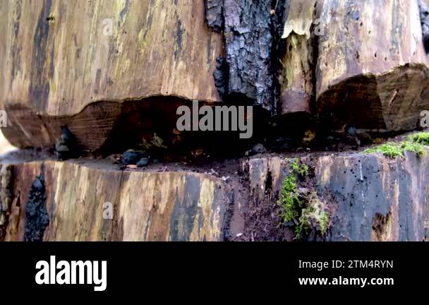 Cut down tree trunk texture Stock Videos & Footage - HD and 4K Video ...