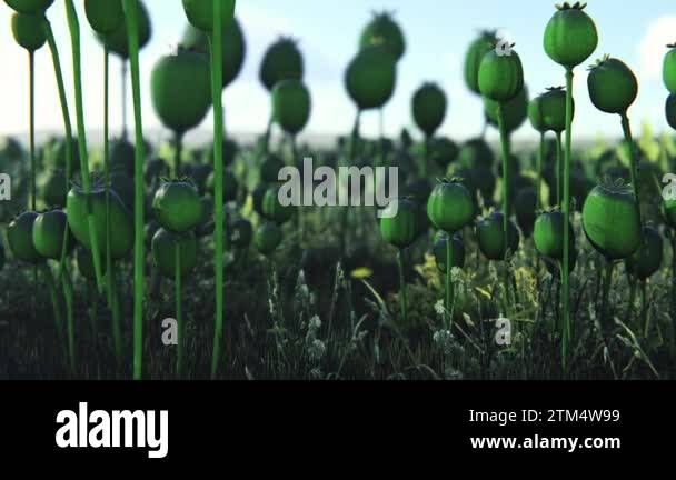 Poppy plantation Stock Videos & Footage - HD and 4K Video Clips - Alamy