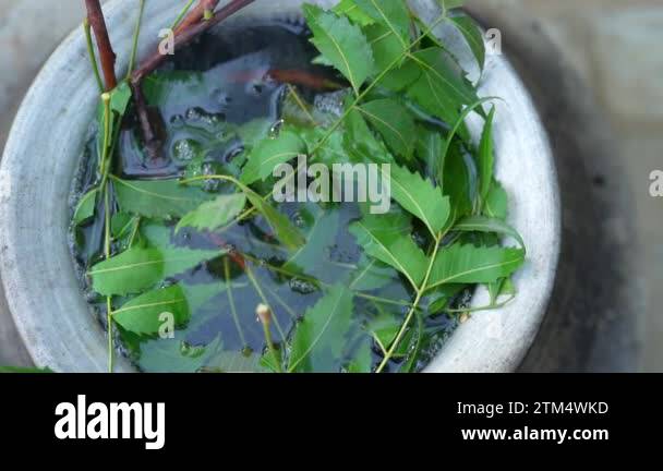 Green Neem leaves known as Azadirachta indica boiled in water on chulha ...