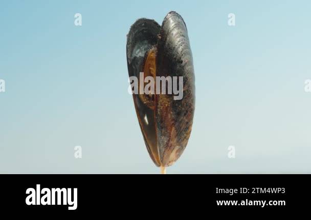 Mussel shell blue Stock Videos & Footage - HD and 4K Video Clips - Alamy