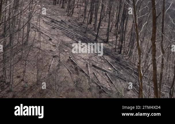 Disappearance of forests Stock Videos & Footage - HD and 4K Video Clips ...