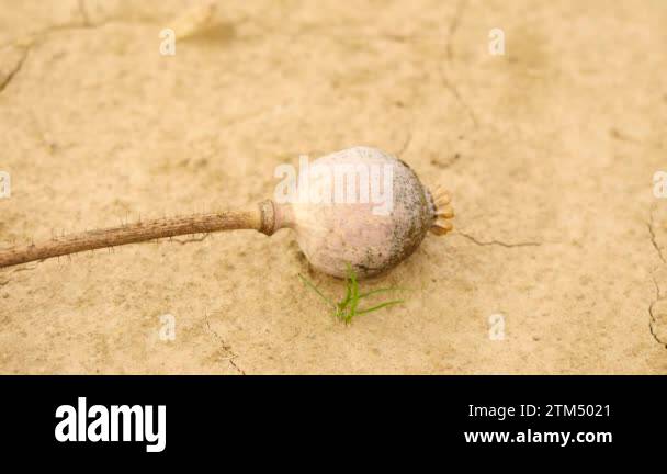 Big white rubber boot is crushing old dry poppy heads on dry ground of ...