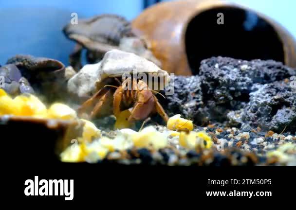Animal Videography. Animal Close up. Time lapse Footage of Purple Hermit Crab (Coenobita ...