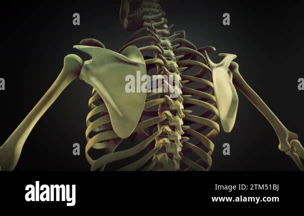 Skeleton anatomy human orthopedics Stock Videos & Footage - HD and 4K ...