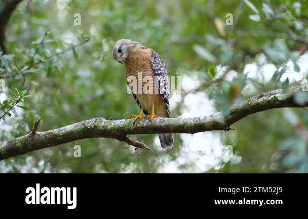 Animal red shouldered hawk tree hawk bird Stock Videos & Footage - HD ...