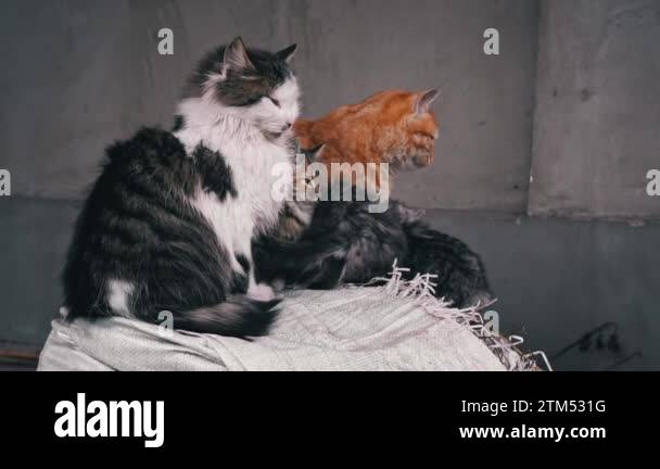Family of poor homeless cats with kittens is basking in a pile of ...