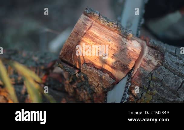 Log of the tree Stock Videos & Footage - HD and 4K Video Clips - Alamy