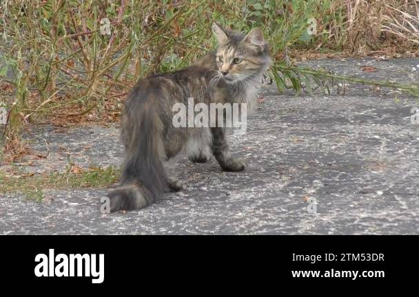 Cat farm not tabby Stock Videos & Footage - HD and 4K Video Clips - Alamy