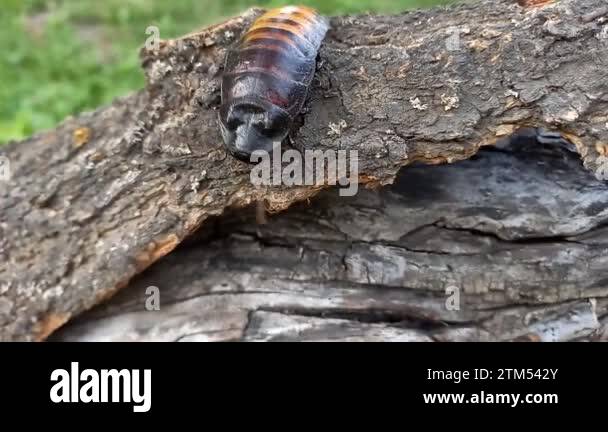 Pet cockroach Stock Videos & Footage - HD and 4K Video Clips - Alamy