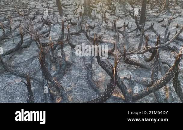 Charred dead vegetation burnt down after wildfire destroyed Florida ...