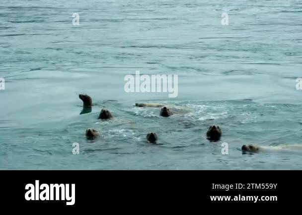 Sea lions swim around in the sea, sometimes poking their heads out of ...
