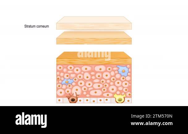Skin epidermis structure. Skin anatomy. Cross section of the epidermis ... Skin epidermis structure. Skin anatomy. Cross section of the epidermis ...