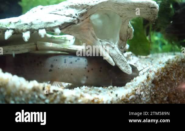 Snake in an aquarium Stock Videos & Footage - HD and 4K Video Clips - Alamy