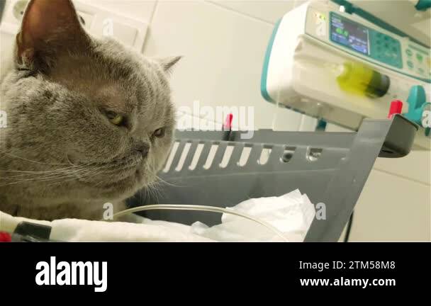 Sick cat on a iv drip in veterinary clinic. Cat iv fluid therapy. Cat ...