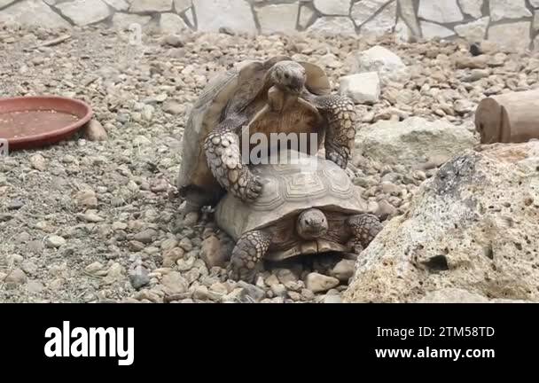 Tortoise mating Stock Videos & Footage - HD and 4K Video Clips - Alamy