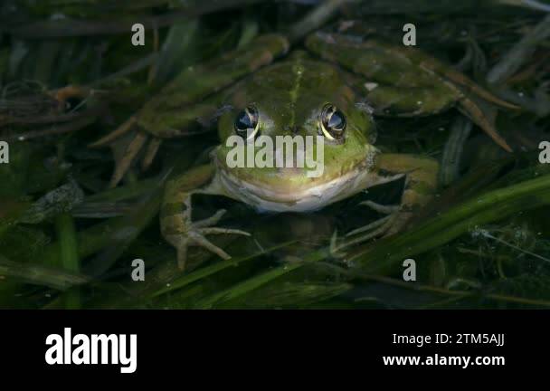 Green Marsh frog or Eurasian marsh frog (Pelophylax ridibundus) half ...