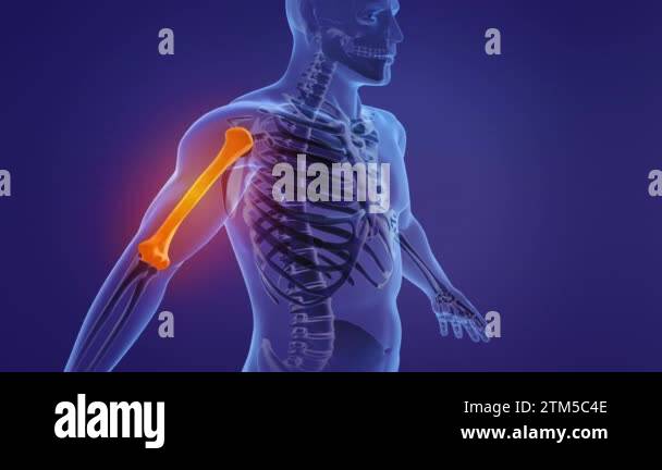 Human skeleton arm bones Stock Videos & Footage - HD and 4K Video Clips ...