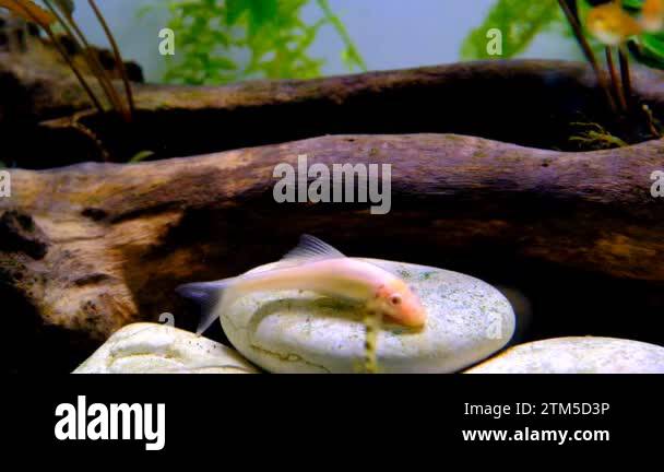 Animal Videography. Animal Close up. Footage of Chinese algae eater ...