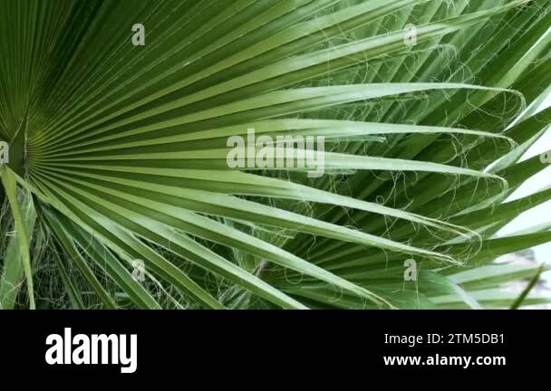 Leaf threads Stock Videos & Footage - HD and 4K Video Clips - Alamy