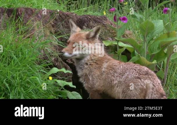 Red Fox, vulpes vulpes, Portrait of an Adult female in the forest among foliage, Normandy in ...