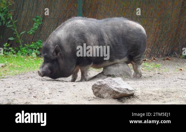 Pig rock Stock Videos & Footage - HD and 4K Video Clips - Alamy