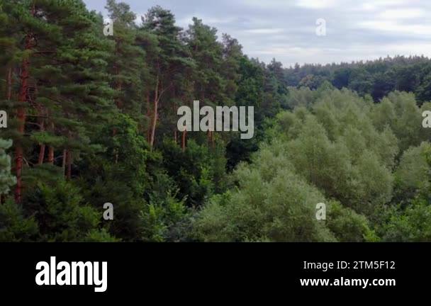 Nature background. Tall and short trees in the forest. Flight among the ...