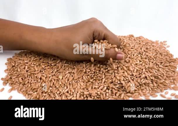 Woman hand picking up wheat grains and sifting grains. Wheat grains ...