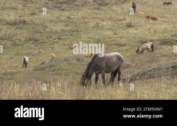 Garrano horse Stock Videos & Footage - HD and 4K Video Clips - Alamy