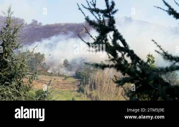 Forest fire on the mountain. Wildfire and burning trees with flame and ...