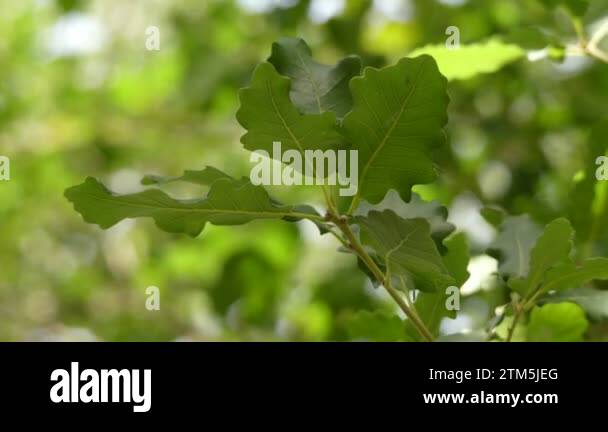 Quercus Macrocarpa The Bur Oak Sometimes Spelled Burr Oak Is A Species Of Oak In The White