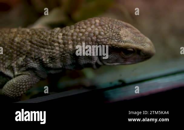 varanus exanthematicus Savannah monitor lizards are robustly built ...