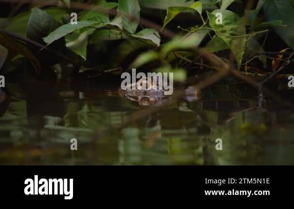 Caiman head Stock Videos & Footage - HD and 4K Video Clips - Alamy