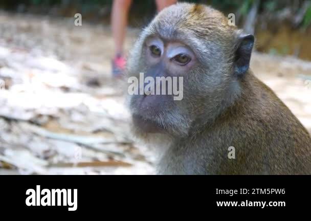Monkey looking at camera Stock Videos & Footage - HD and 4K Video Clips ...