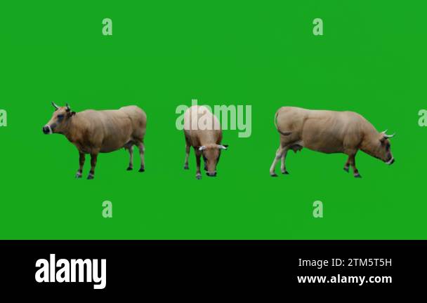 Cows with horns eating from three different angles green screen 3d ...