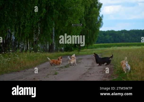 Four dogs playing outside with dron. Happy dogs on nature background ...