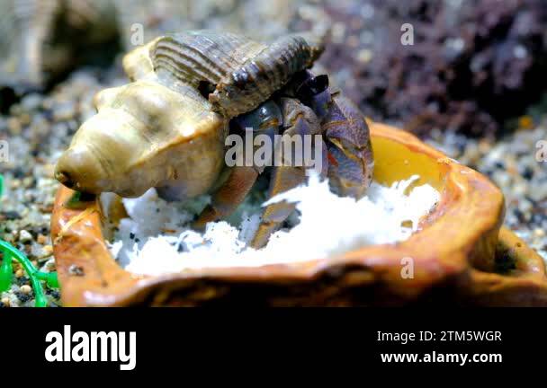 Time Lapse Videography. Animal Close up. Timelapse Footage of a Hermit ...